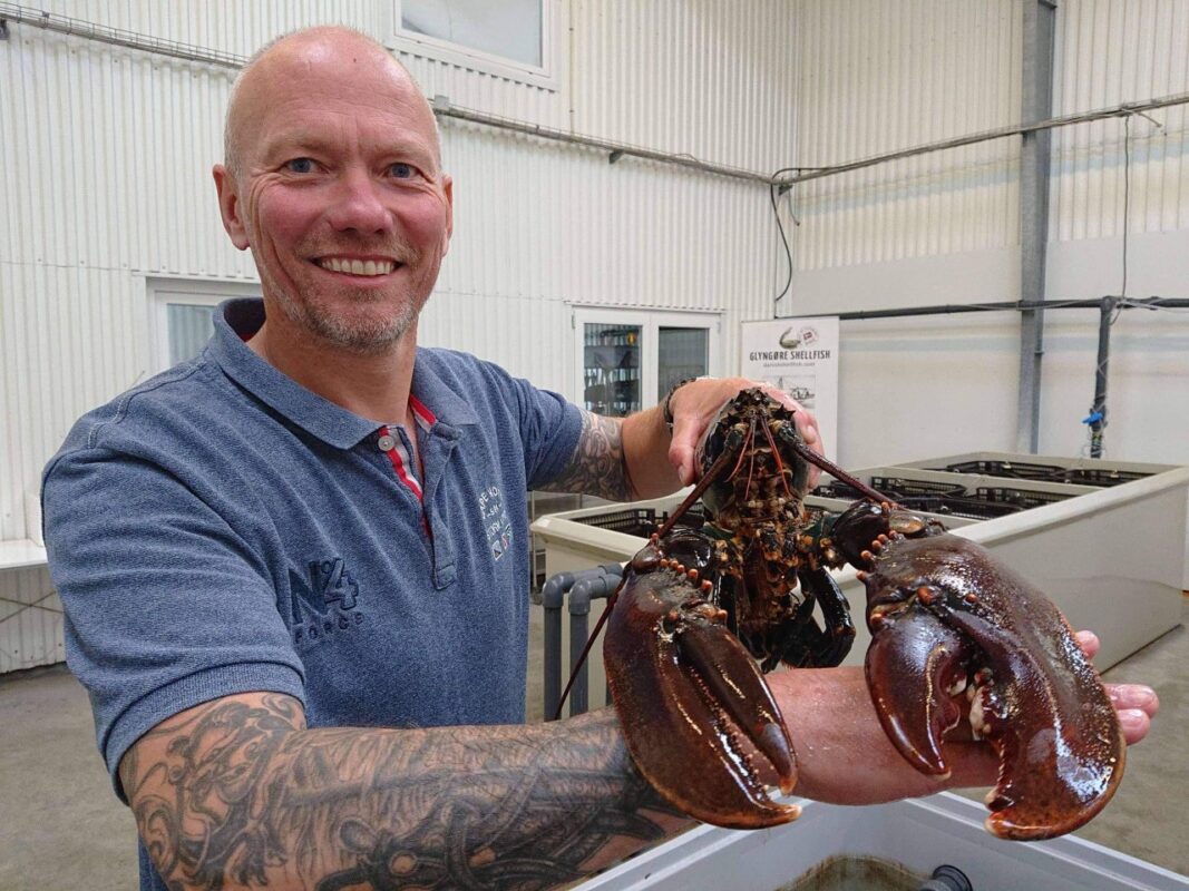 Hummer (1kg) Limfjords – Danske (1-2 stk.pr.kg) – Glyngøre Shellfish