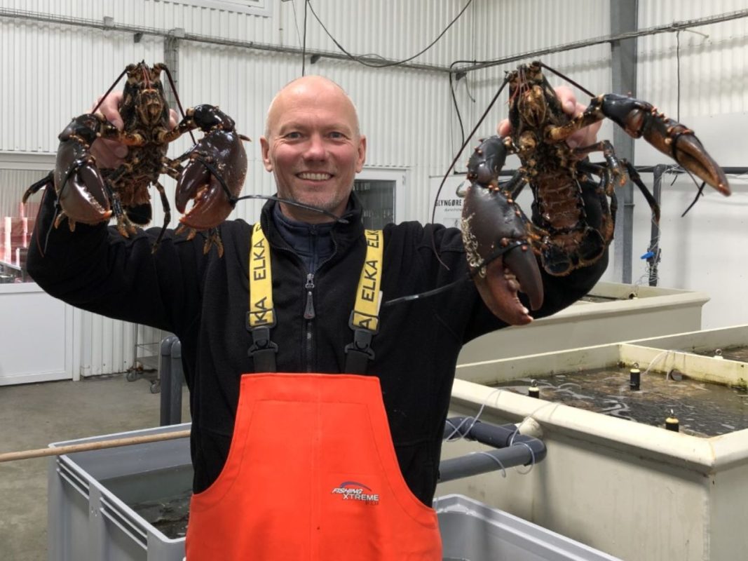 Hummer (1kg) Limfjords – Danske (1-2 stk.pr.kg) – Glyngøre Shellfish