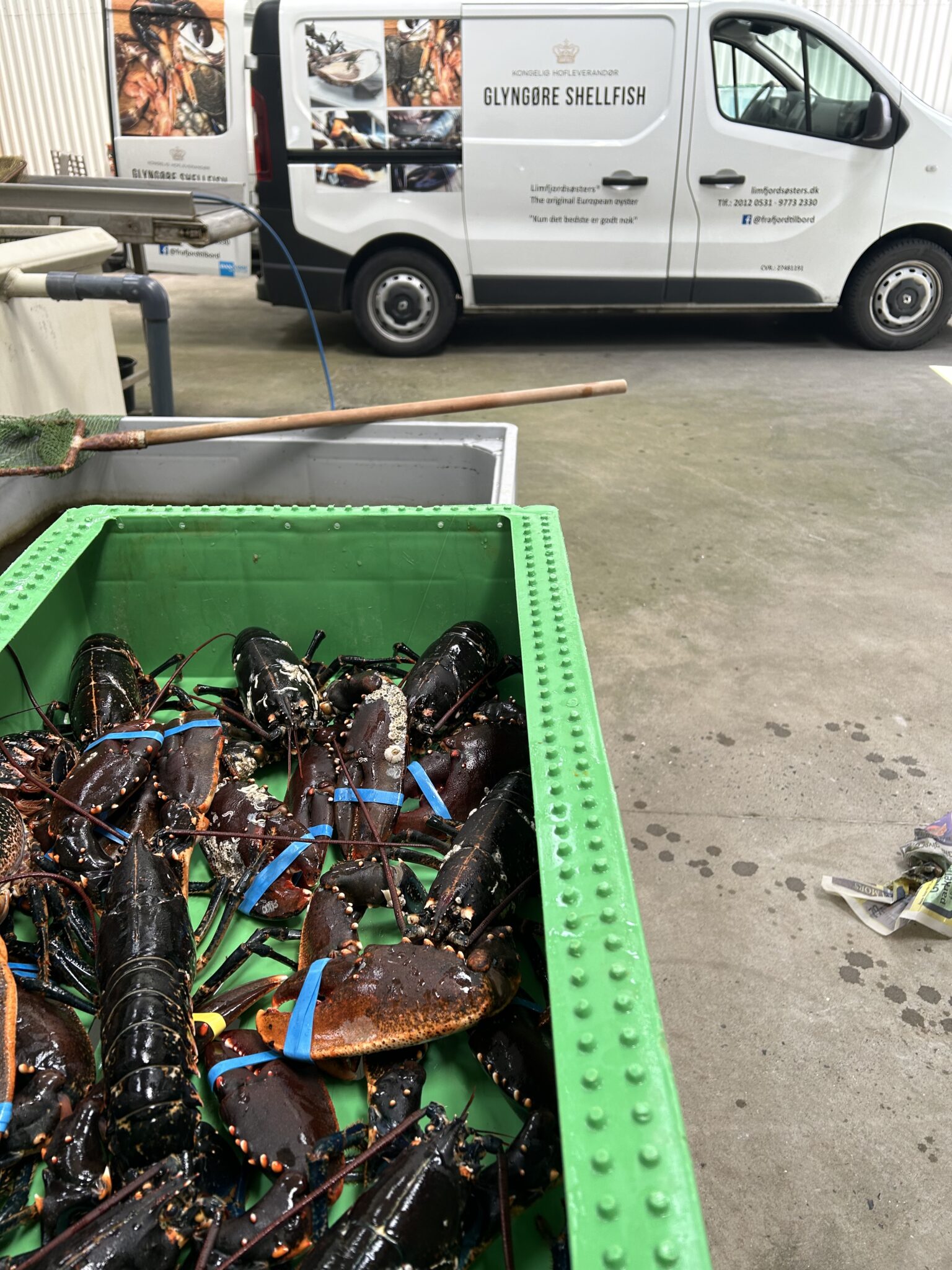 Hummer (1kg) Limfjords – Danske (1-2 stk.pr.kg) – Glyngøre Shellfish