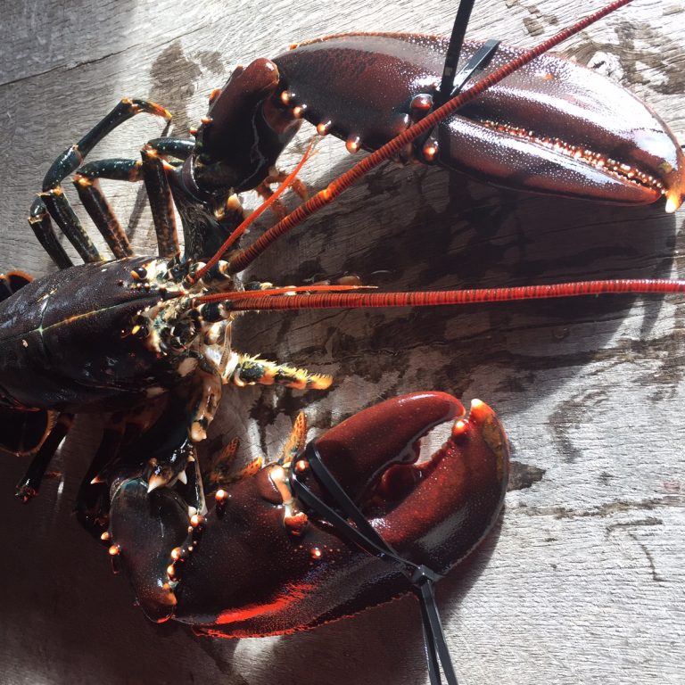 Hummer (1kg) Limfjords – Danske (1-2 stk.pr.kg) – Glyngøre Shellfish