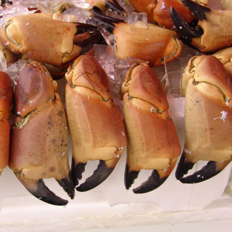 Hummer, kammusling, jomfruhummer, krabbeklør – Glyngøre Shellfish