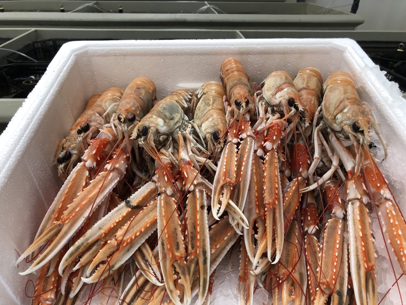 Jomfruhummer hele (1000gr.brutto / 700gr.netto) XL str.7-8 – Glyngøre ...